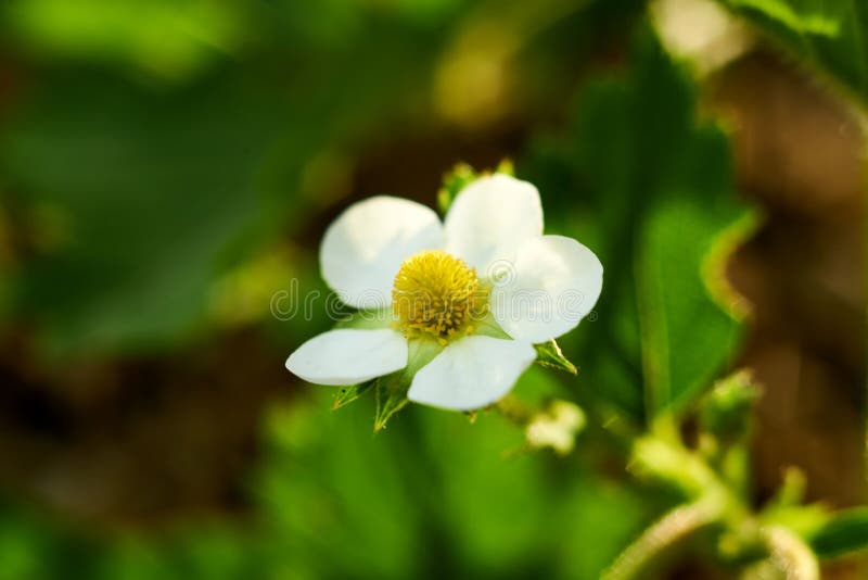 White Strawberry Flower in the Garden Stock Photo - Image of summer ...