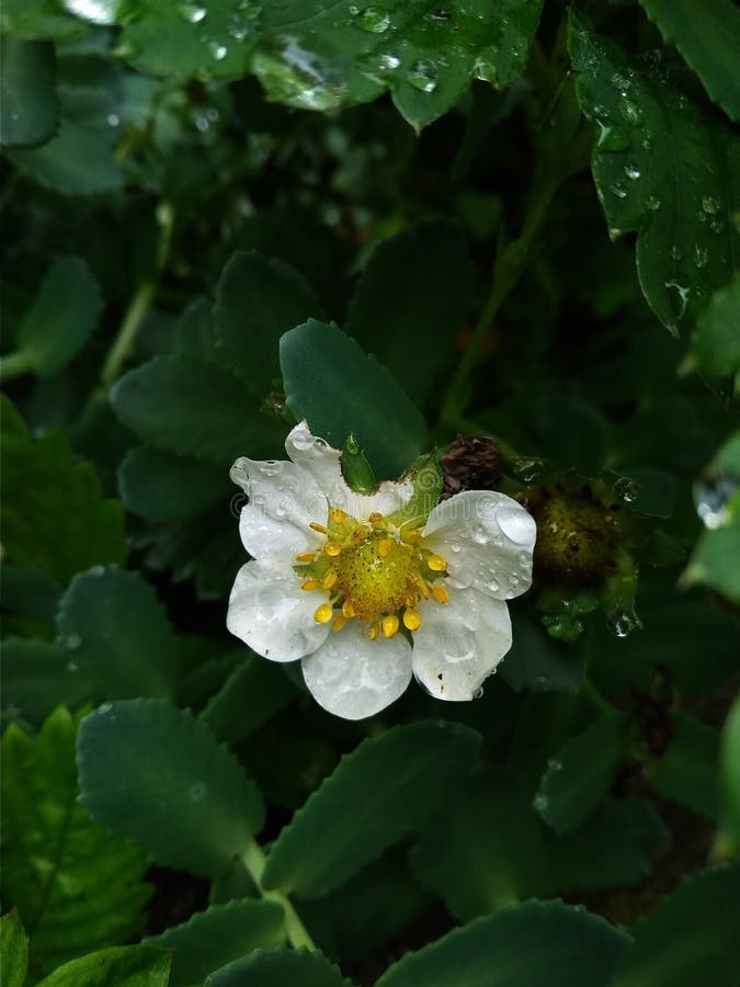 White Strawberry Flower in Green Stock Photo - Image of lonly ...