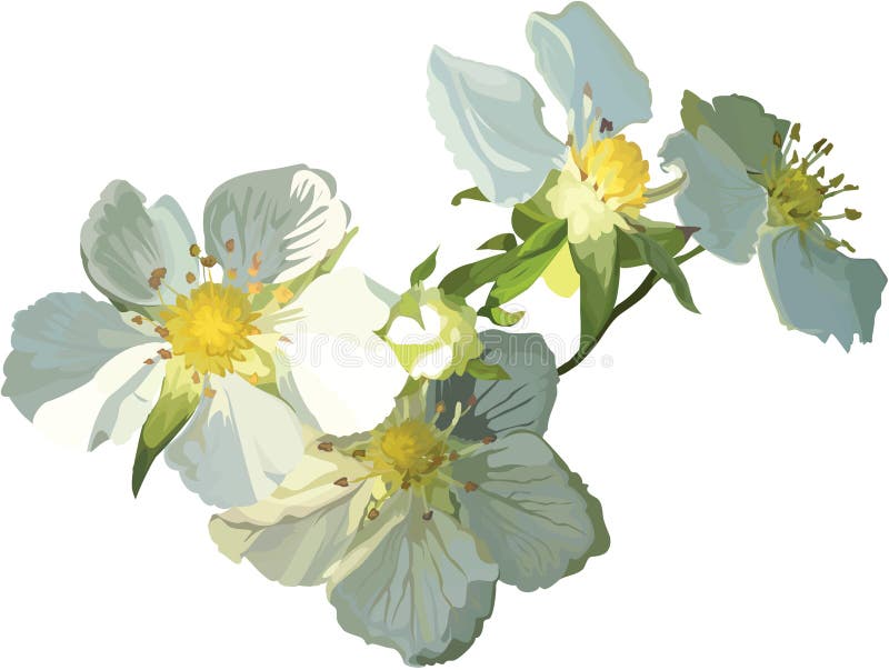 Strawberry with Flower and Leaves. Hand Drawn Sketch Stock Vector ...