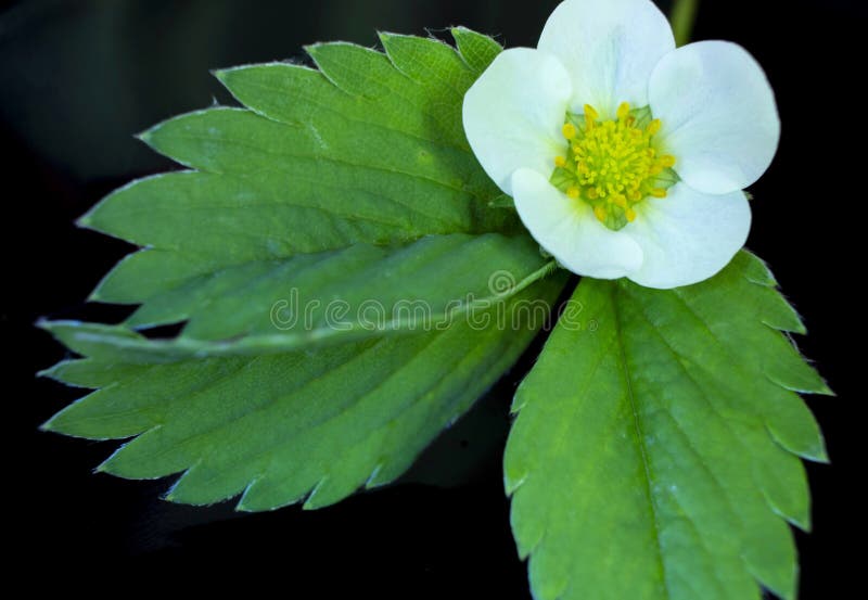 White Strawberry Flower with Leaves. Stock Photo - Image of daisy ...