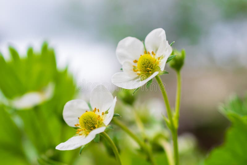 White Strawberry Flowers on a Green Background Stock Photo - Image of ...