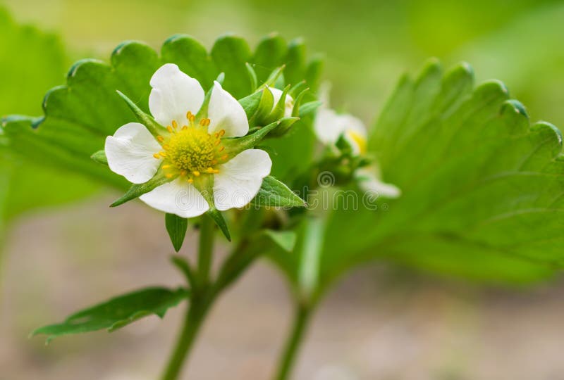 White Strawberry Flowers on a Green Background Stock Photo - Image of ...