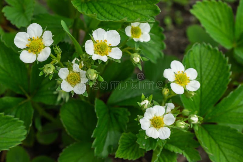 White Strawberry Flowers on a Green Background Stock Photo - Image of ...