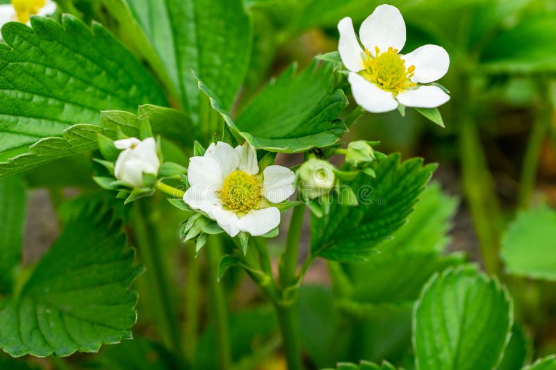 White Strawberry Flowers on a Green Background Stock Image - Image of ...