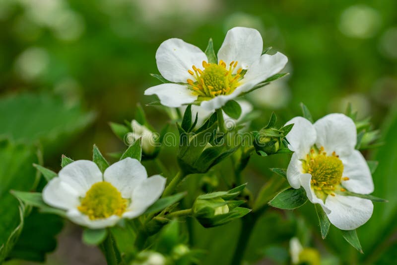 White Strawberry Flowers on a Green Background Stock Photo - Image of ...