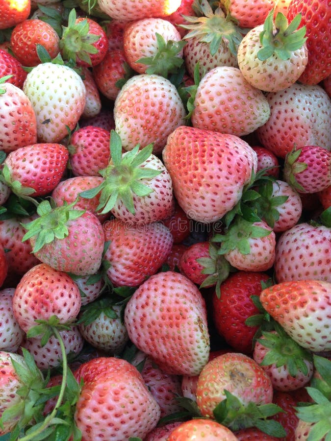 White strawberry stock image. Image of strawberry, freshfruit - 53313037