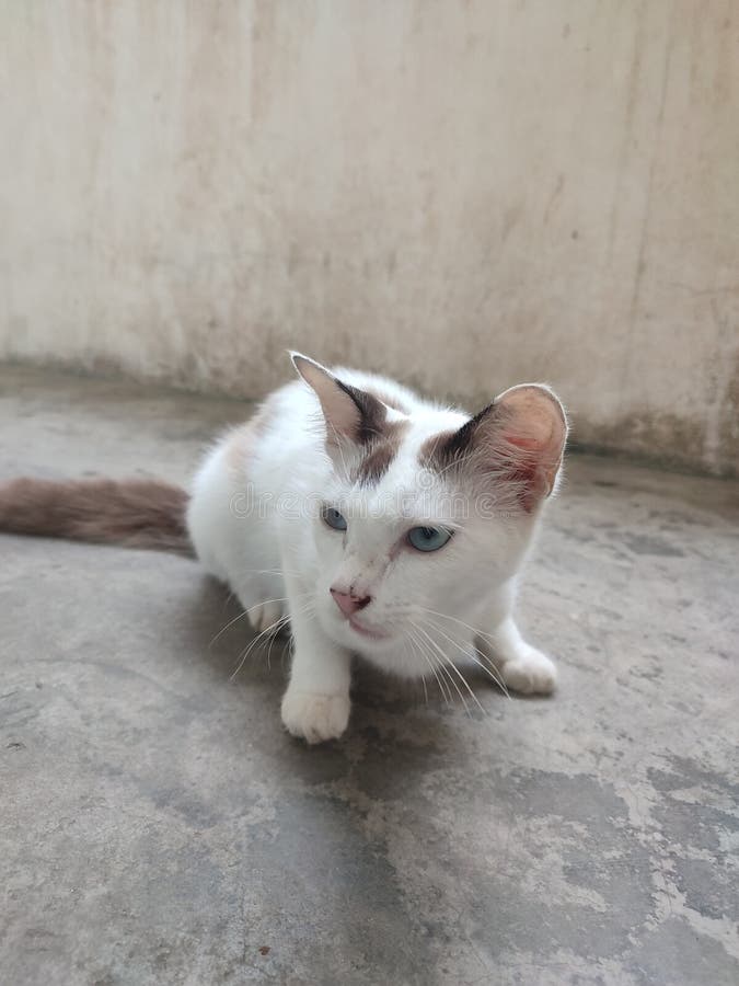 White stray cat stock image. Image of nose, kitten, mammal - 260777337