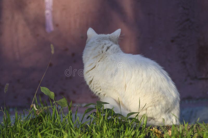 White Stray Cat on Green Grass Stock Image - Image of mammal, young ...