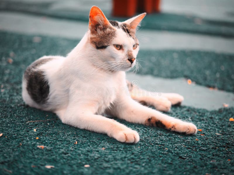 A white stray cat lying on stock photo. Image of breed - 268160266