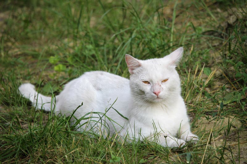 White stray cat outside stock photo. Image of lyoutside - 117582836