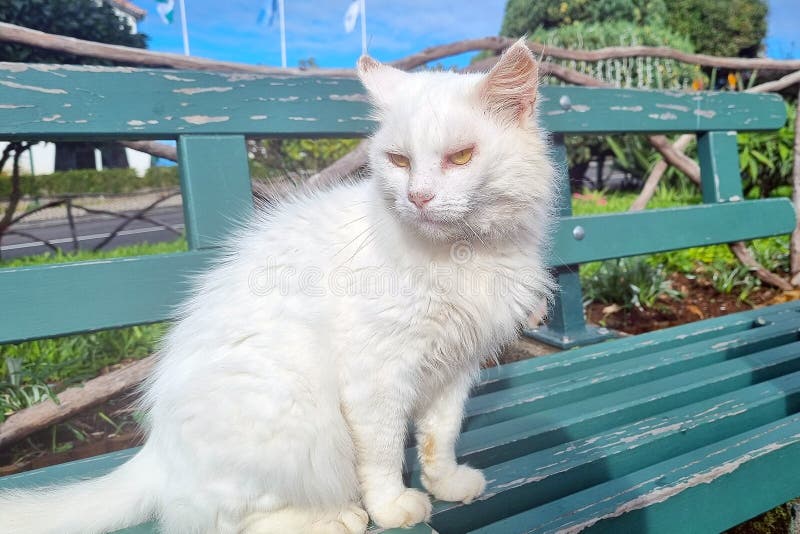 A White Stray Cat Sits on a Bench. Stray Animals. Stock Image - Image ...