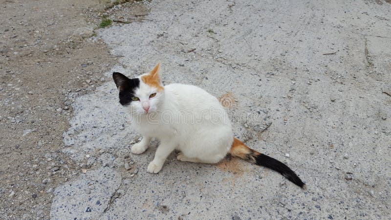 White stray cat stock image. Image of streets, greece - 89082845