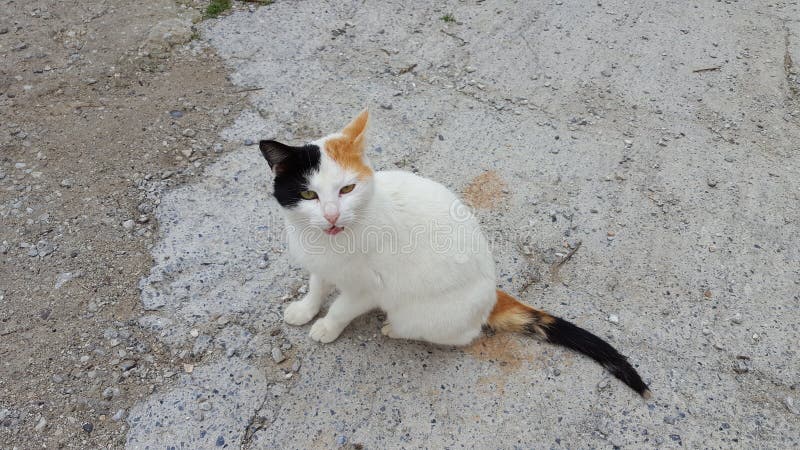 White stray cat stock photo. Image of crete, greece, stray - 89082928