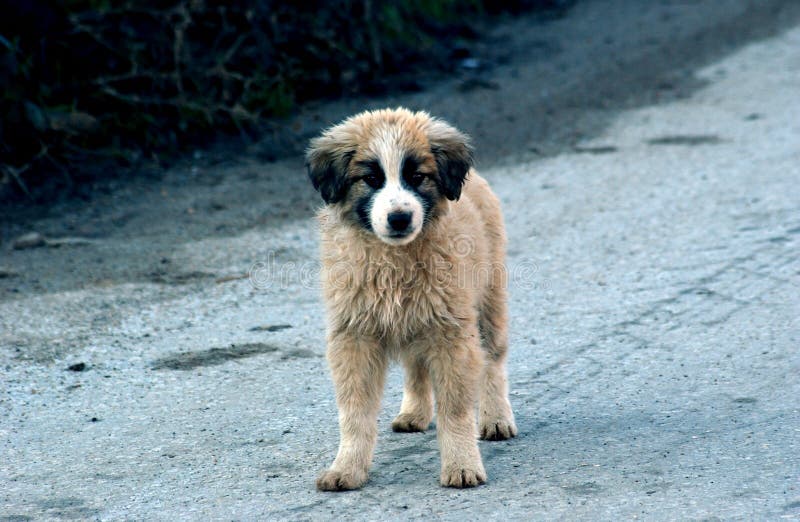 White stray dog stock photo. Image of canine, road, animals - 46837012