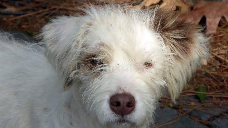 White stray dog stock photo. Image of grass, albino, portrait - 50417002