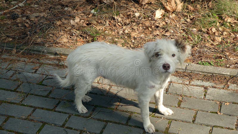 White stray dog stock photo. Image of canine, road, animals - 46837012