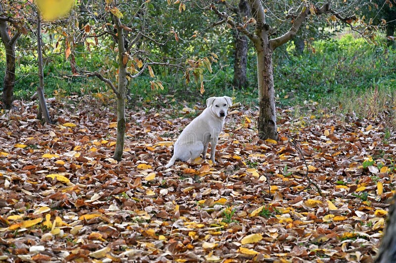 White Stray Dog Sitting on an Autumn Leaves of Walnut Tree Stock Image ...