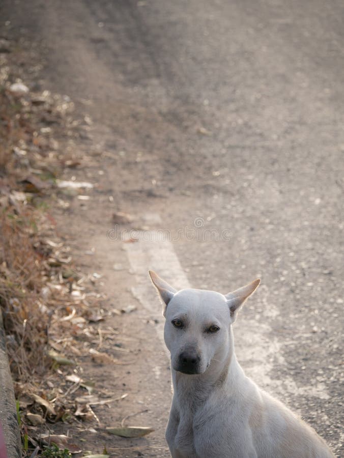 White Stray Dog Sitting stock photo. Image of ears, domestic - 117876466