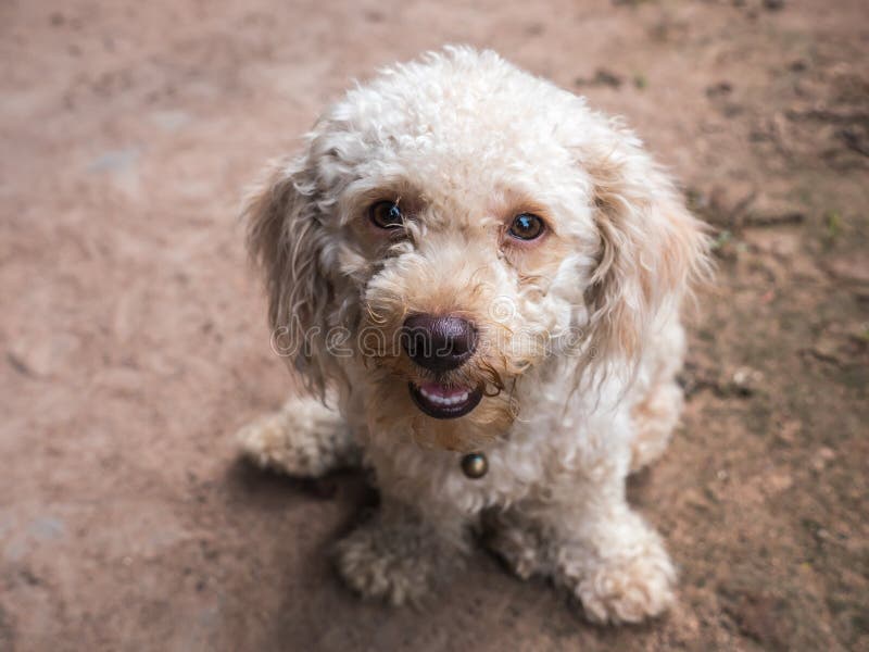 White street dog stock image. Image of white, animal - 89523971