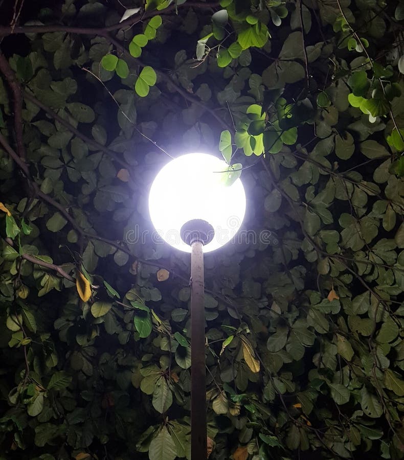 White Street Lamp that Illuminates the Leaves on the Trees Stock Image ...