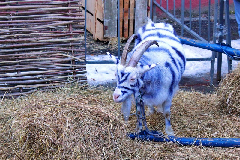 1,513 Striped Horns Stock Photos - Free & Royalty-Free Stock Photos ...