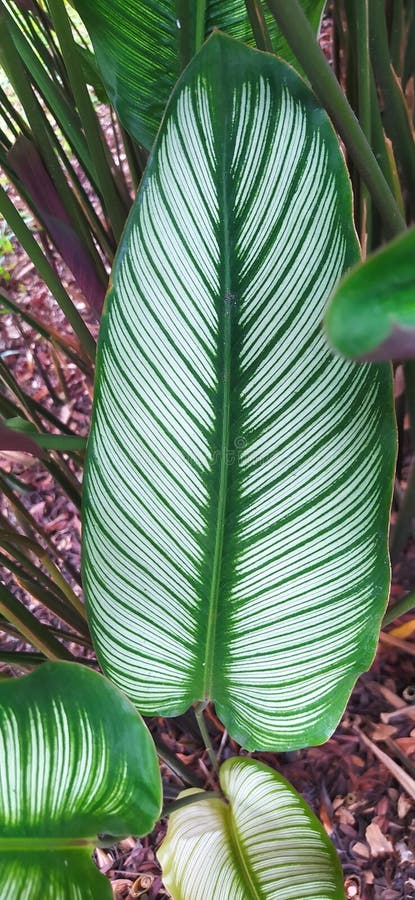 White Striped Leaves are Natural Stock Image - Image of vegetation ...