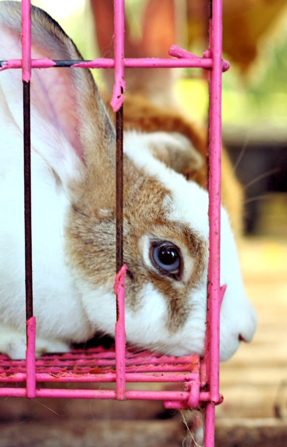 White Striped Rabbit in a Cage. Stock Photo - Image of friendly, brown ...