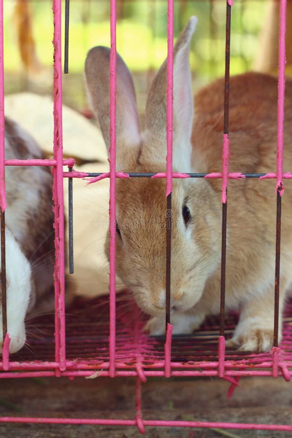 White Striped Rabbit in a Cage. Stock Photo - Image of soft, cute: 49092546