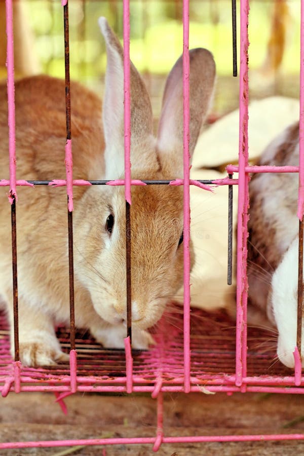 White Striped Rabbit in a Cage. Stock Image - Image of white, animal ...