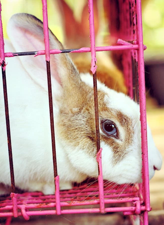 White Striped Rabbit in a Cage. Stock Photo - Image of bunny, rabbit ...