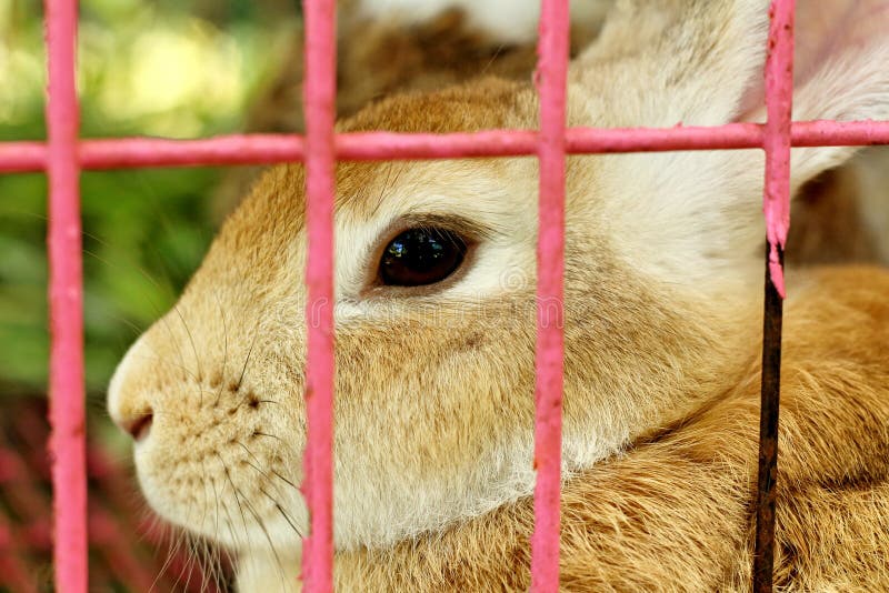White Striped Rabbit in a Cage. Stock Photo - Image of little ...