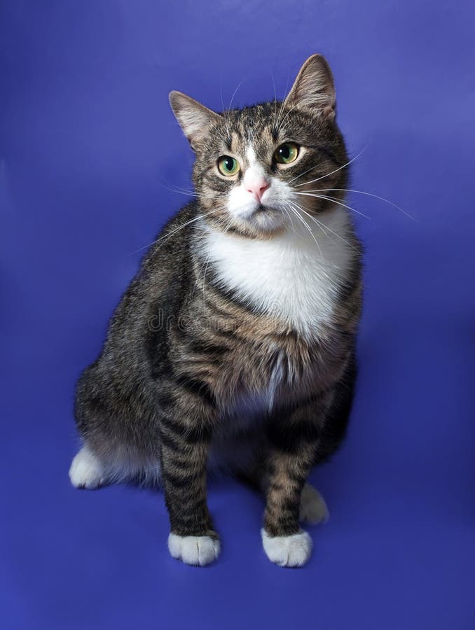 White and Striped Spotted Cat Sitting on Blue Stock Photo - Image of ...