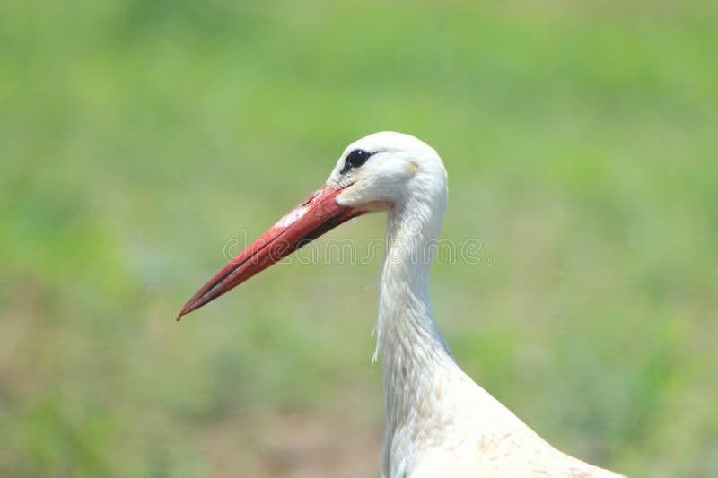 White Strok Looking for Food in the Forest Stock Image - Image of ...