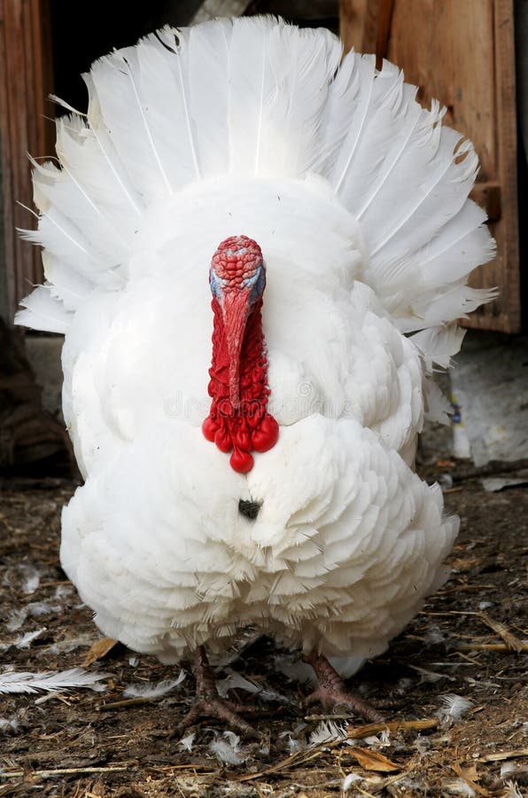 White strutting turkey stock photo. Image of farming - 44709952