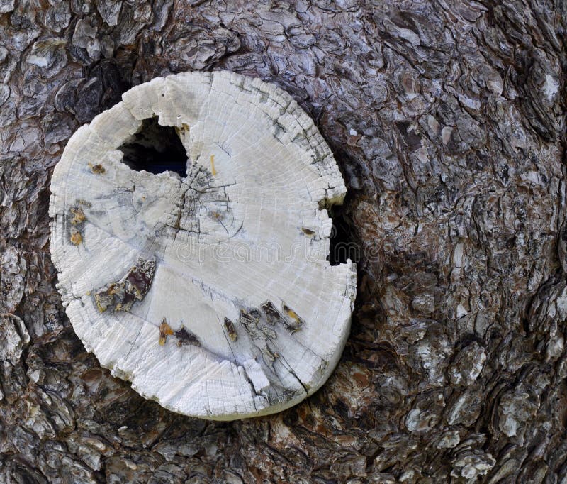White Stump Pattern Texture and Background Seamless Stock Photo - Image ...