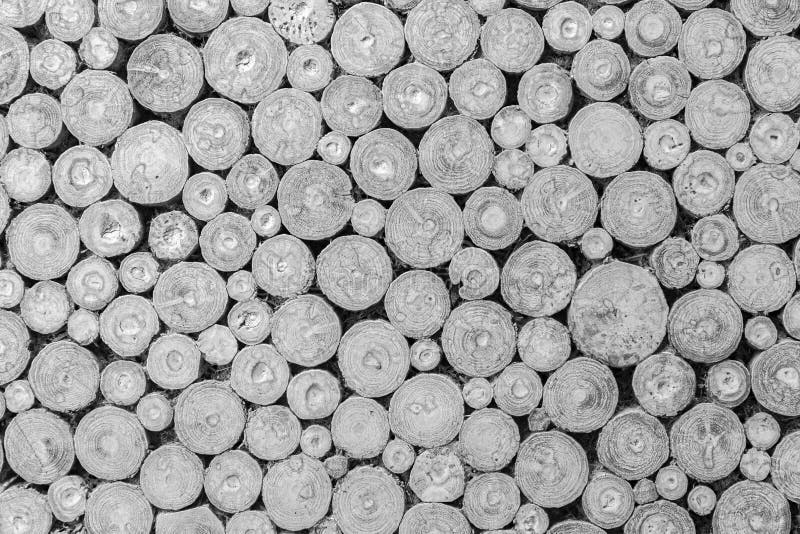 White Stump Pattern Texture and Background Seamless Stock Photo - Image ...