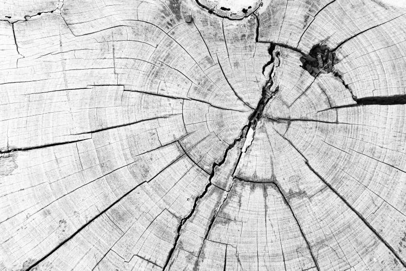 White Stump Pattern Texture and Background Seamless Stock Photo - Image ...