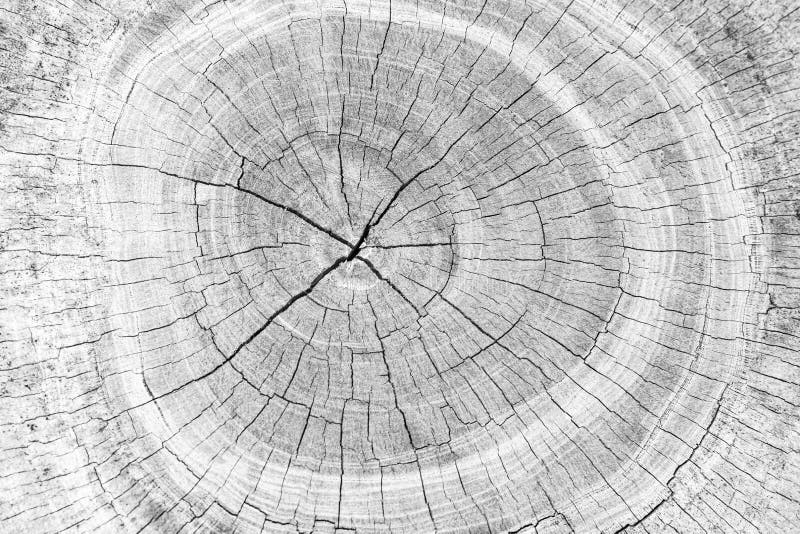 White Stump Pattern Texture and Background Seamless Stock Photo - Image ...