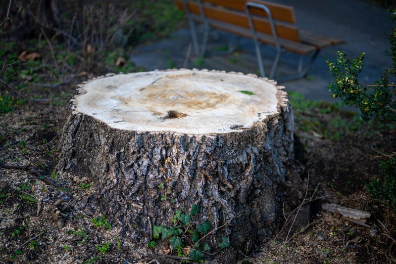 A White Stump with a Strong, Strong Bark Stock Image - Image of bark ...
