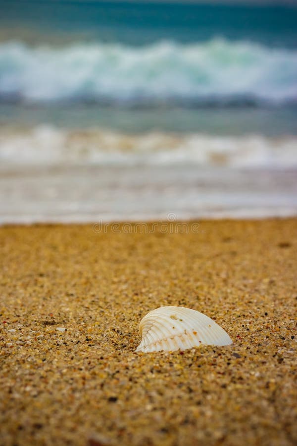 White Style Sea Shells on the Beach Sand. Beach Sand Stock Images Stock ...
