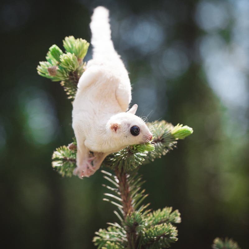 White Leucistic Sugar Glider on Branch in Garden Stock Photo - Image of ...