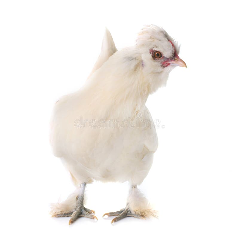 Sultan Rooster Stock Photos - Free & Royalty-Free Stock Photos from ...