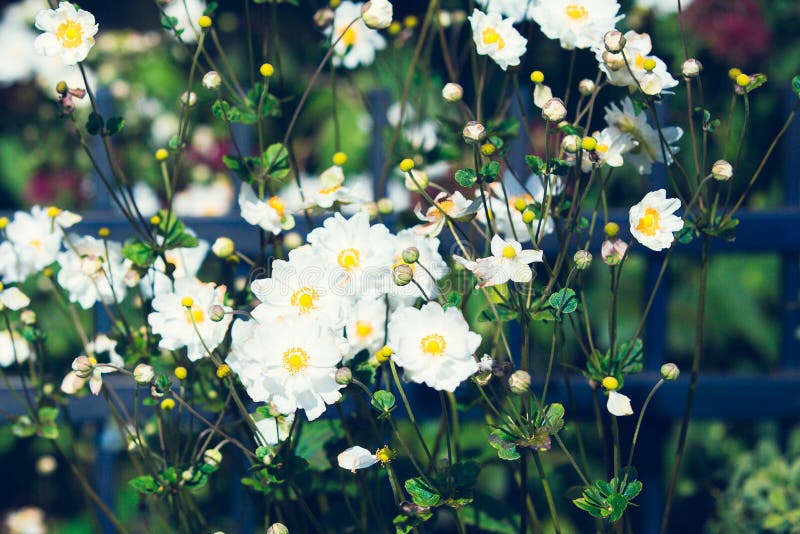 White summer flowers stock image. Image of stems, close - 45931237
