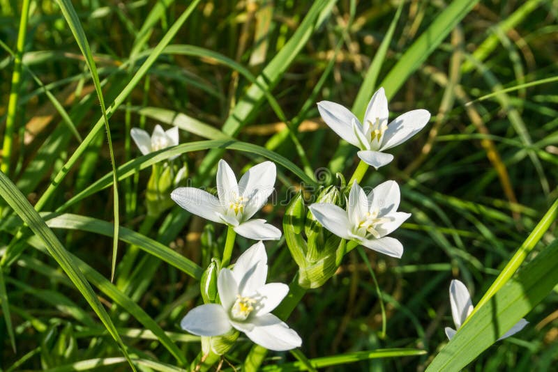 White Summer Flowers with Green Leaves Stock Image - Image of sunshine ...