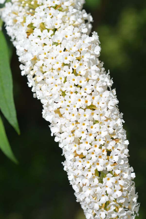 White Summer lilac stock image. Image of garden, leaf - 132355645