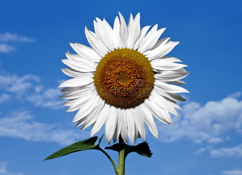 White sunflower stock photo. Image of isolated, petal - 17593362