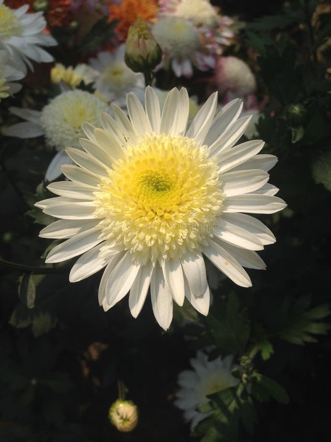 White Sunflower in the Garden Stock Photo - Image of garden, white ...