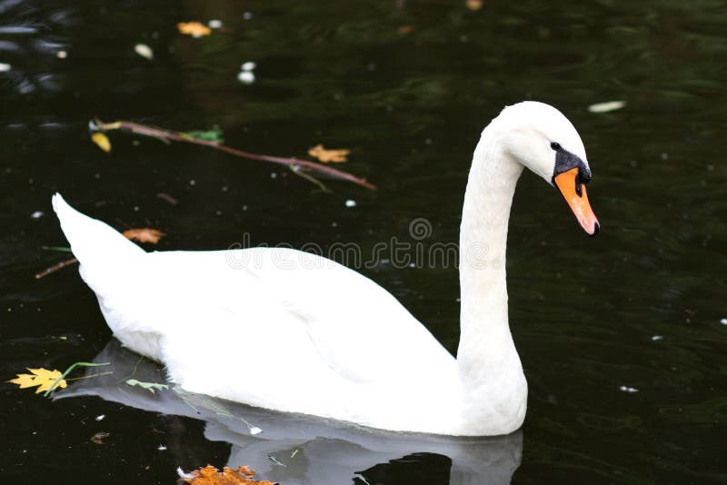 White swam stock image. Image of outdoors, pure, heaven - 56242657