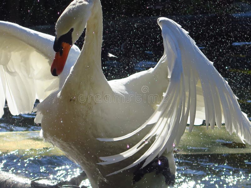 White swam stock photo. Image of feather, ease, white - 13083808