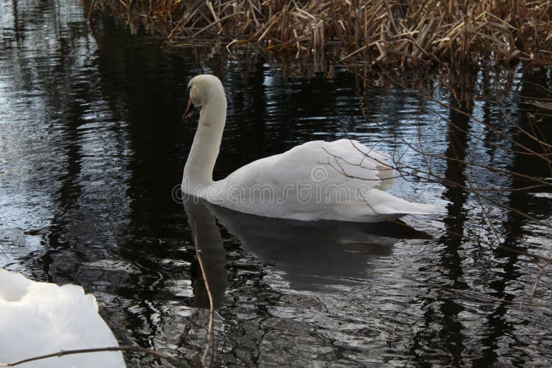 White Swam Swimming in the Pond Stock Photo - Image of water, swan ...